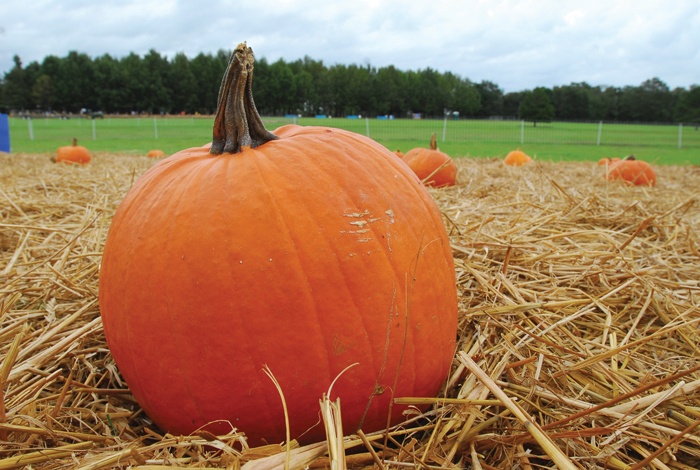 Pumpkin Seeds Can Increase Hair Growth Skalp pumpkin-seeds-can-increase-hair-growth-skalp