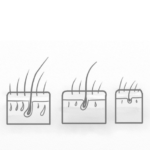 Understanding The 3 Phases Of Hair Growth | Hair Growth Science | Skalp®